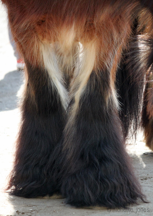 Curls and Floof – Desktop Stables
