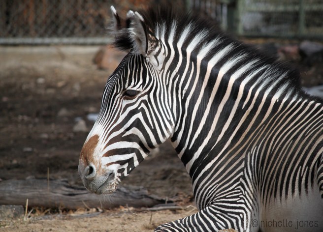 Denver Zoo: Equid – Desktop Stables